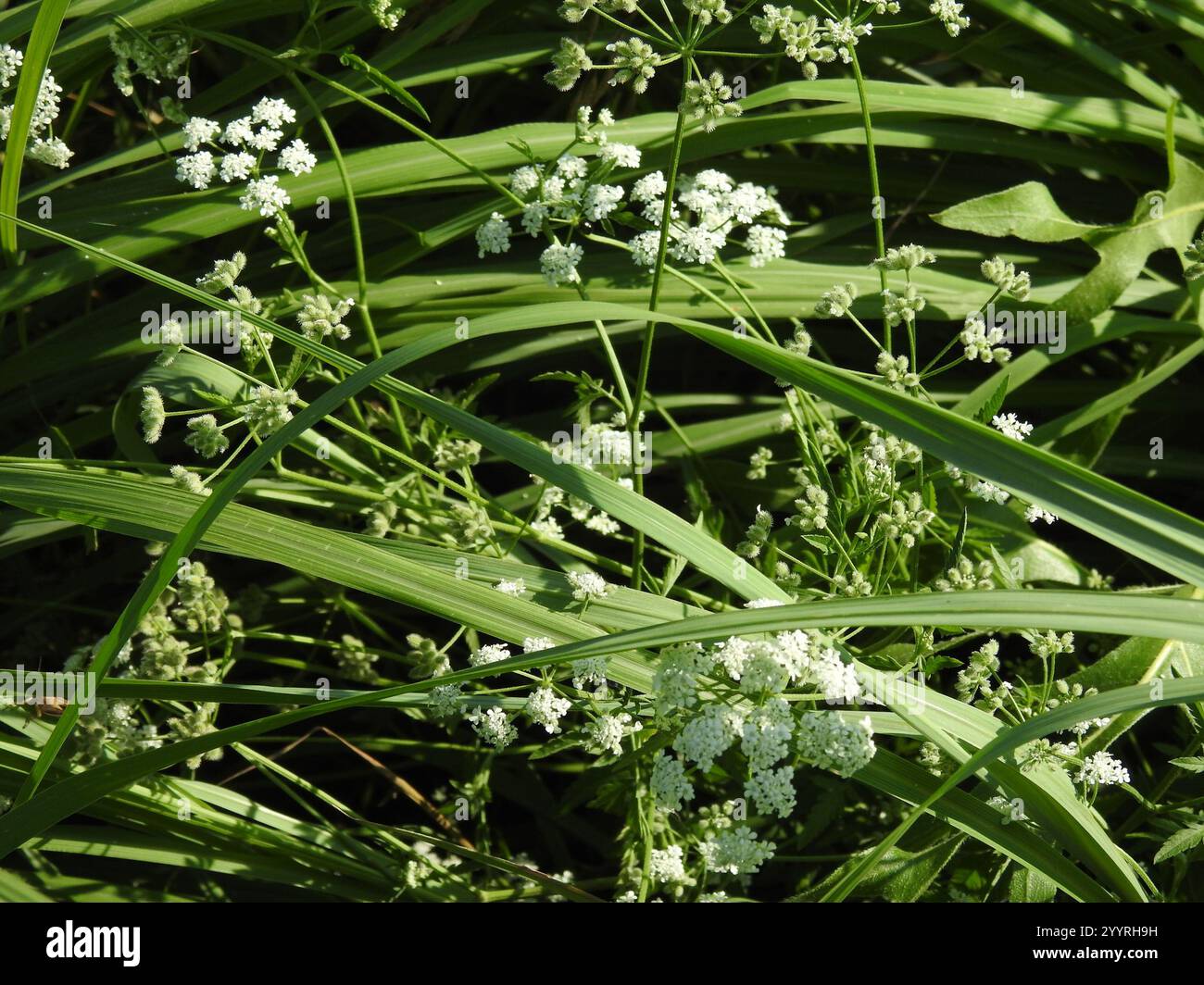 Torilis japonica hi-res stock photography and images - Alamy