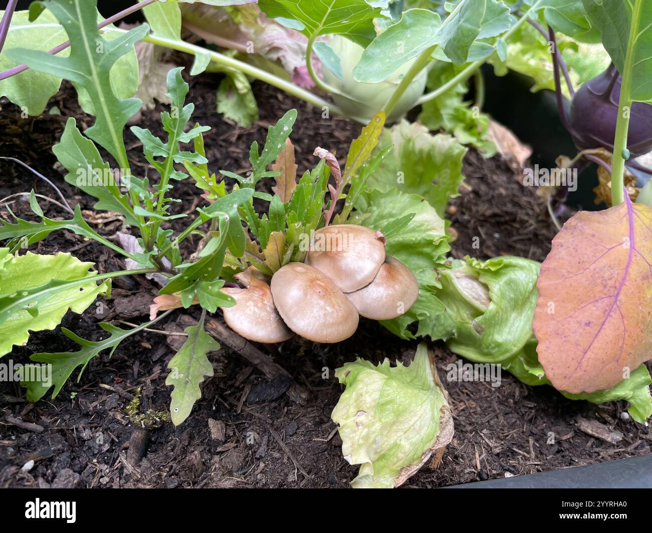 Banded Mottlegill (Panaeolus cinctulus Stock Photo - Alamy