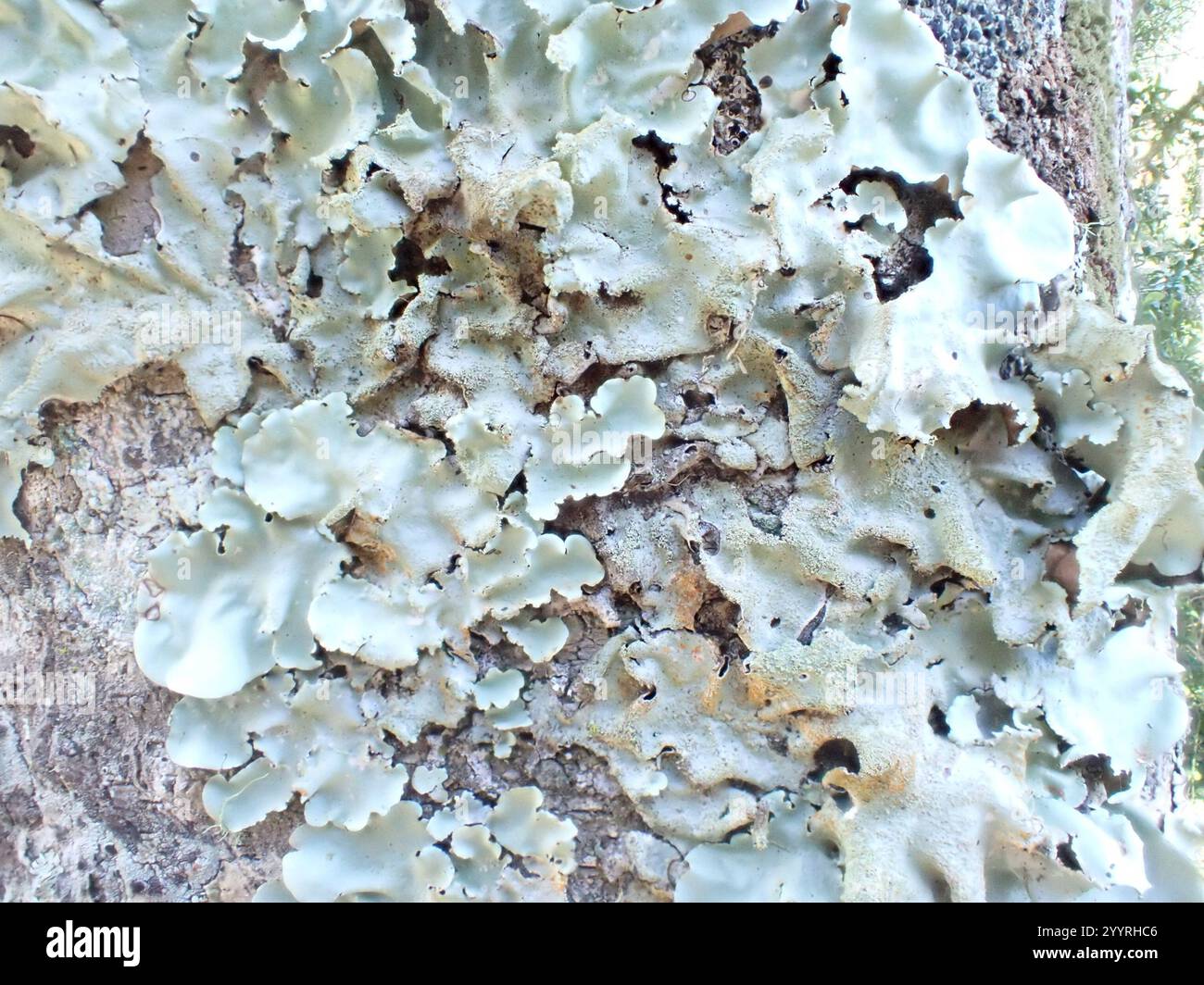 Ruffle Lichens (Parmotrema Stock Photo - Alamy
