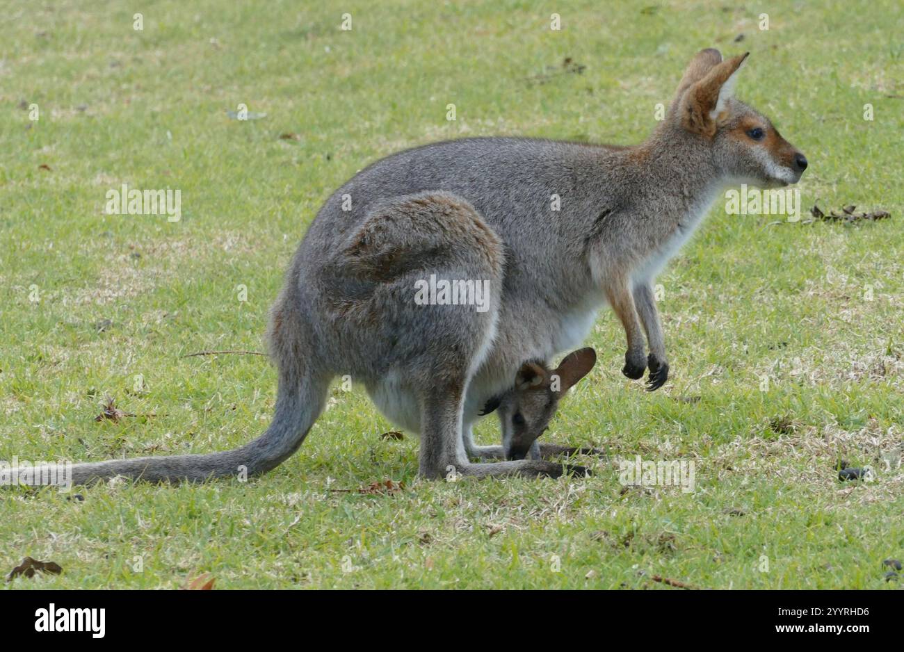Red-necked Wallaby (Notamacropus rufogriseus Stock Photo - Alamy
