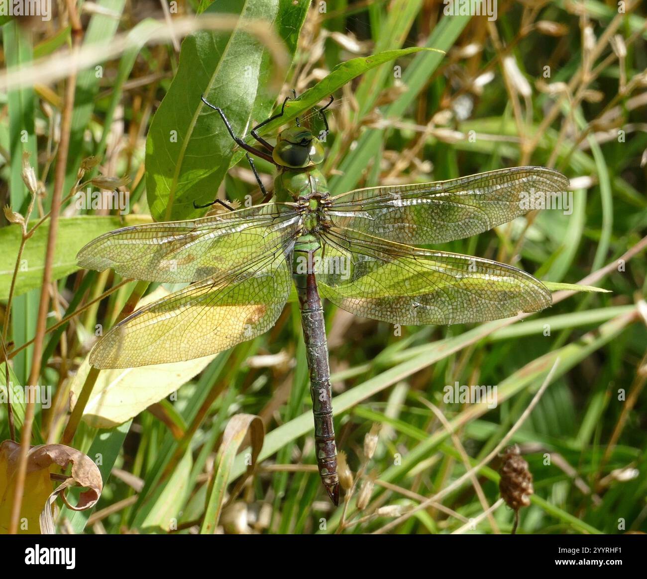 Blue Emperor (Anax imperator Stock Photo - Alamy