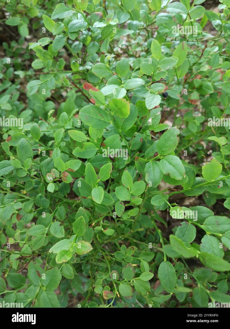 common bilberry (Vaccinium myrtillus Stock Photo - Alamy