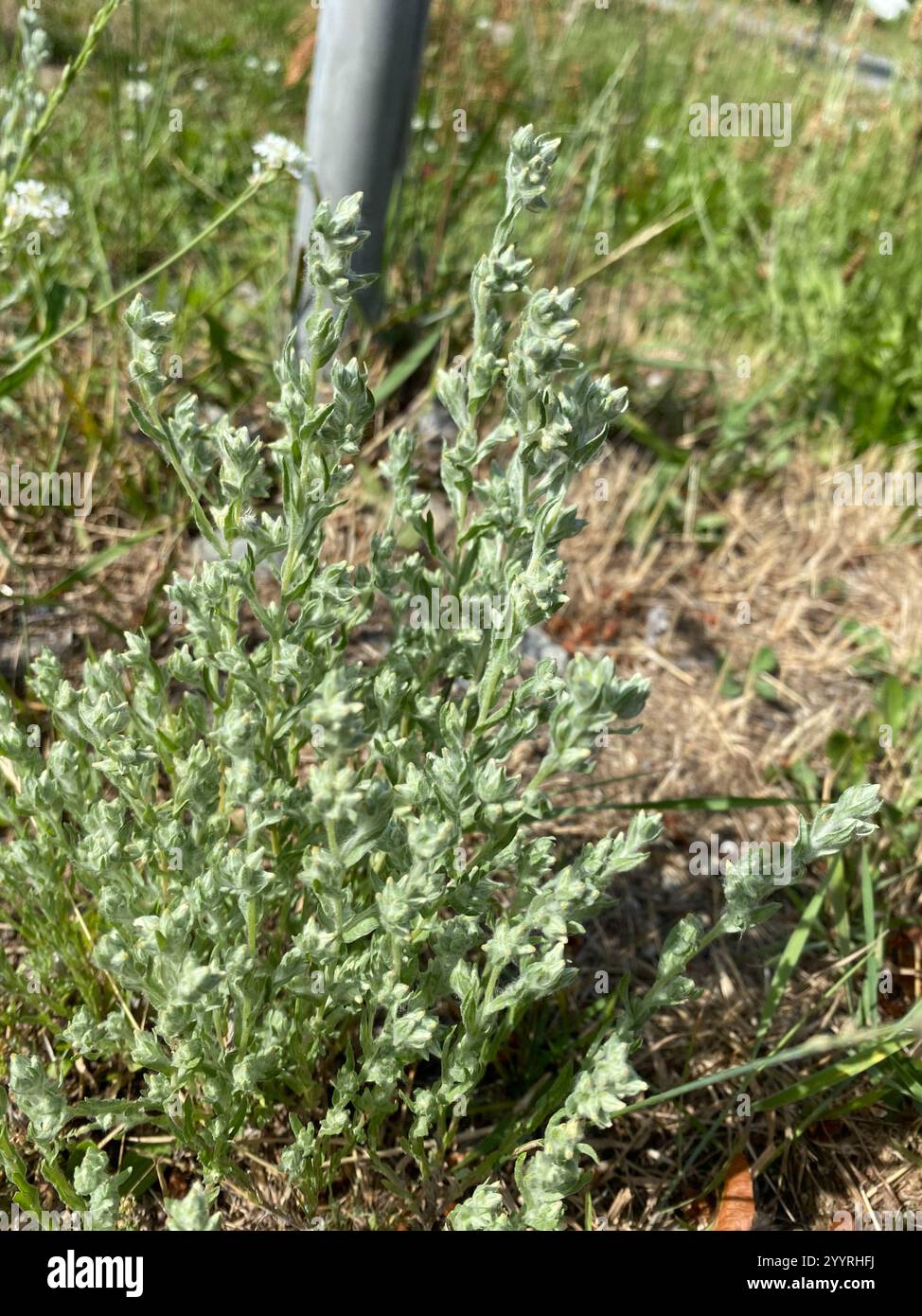 field fluffweed (Filago arvensis Stock Photo - Alamy