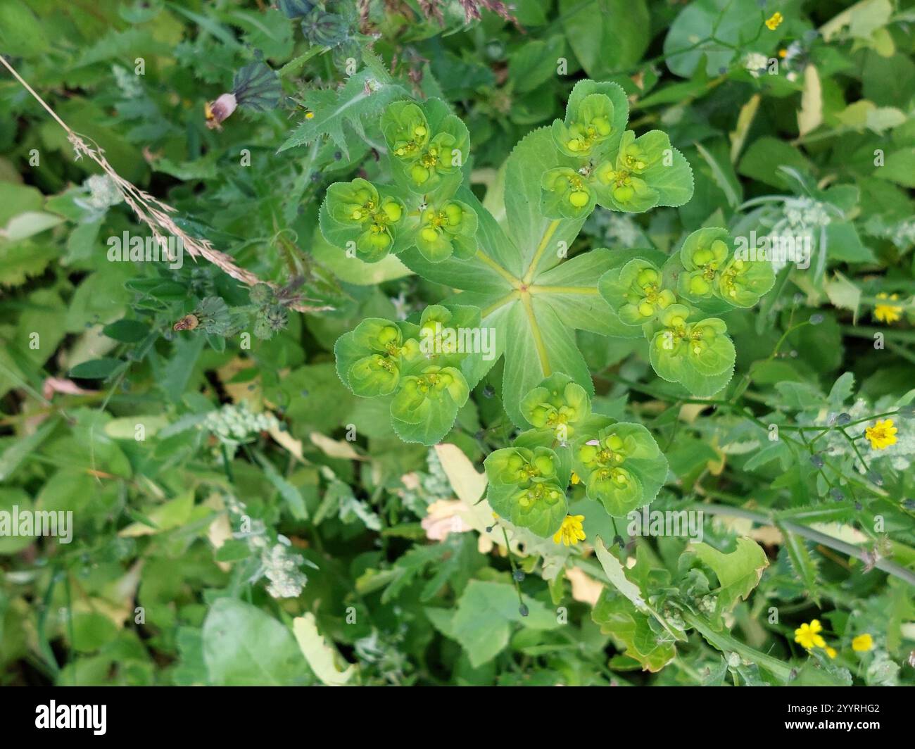 Sun spurge (Euphorbia helioscopia Stock Photo - Alamy