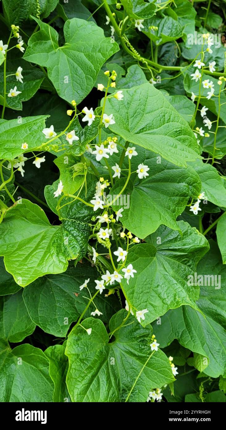 coastal manroot (Marah oregana Stock Photo - Alamy