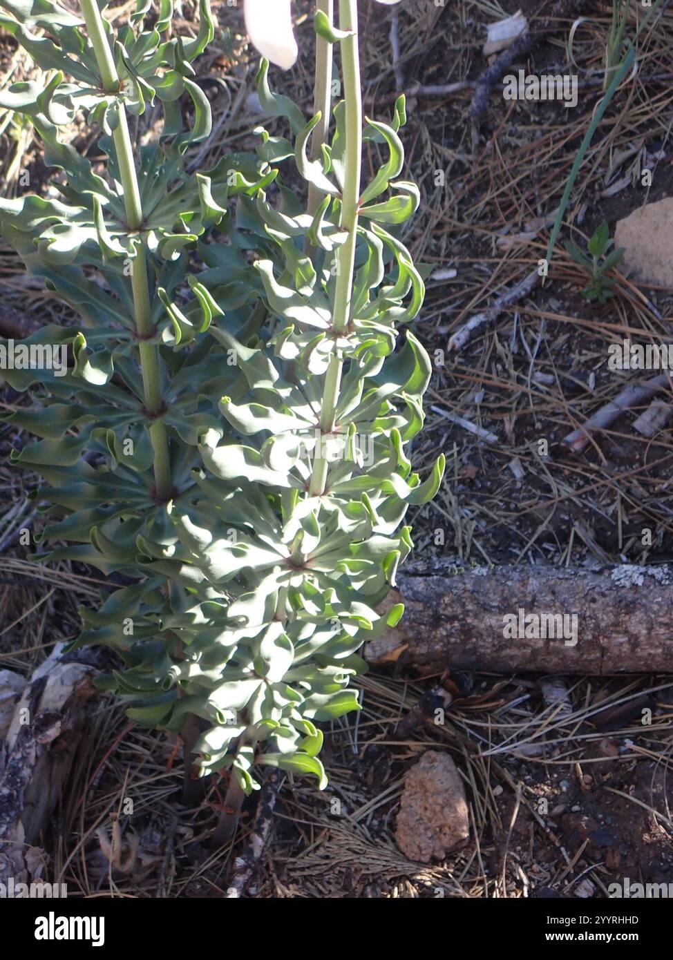 Typical Washington Lily (Lilium washingtonianum washingtonianum Stock ...