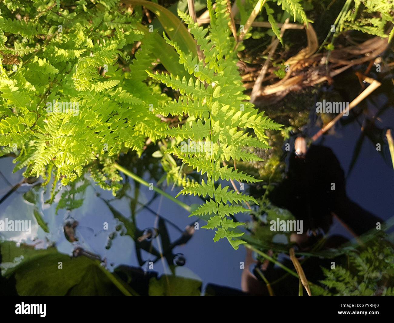 marsh fern (Thelypteris palustris Stock Photo - Alamy