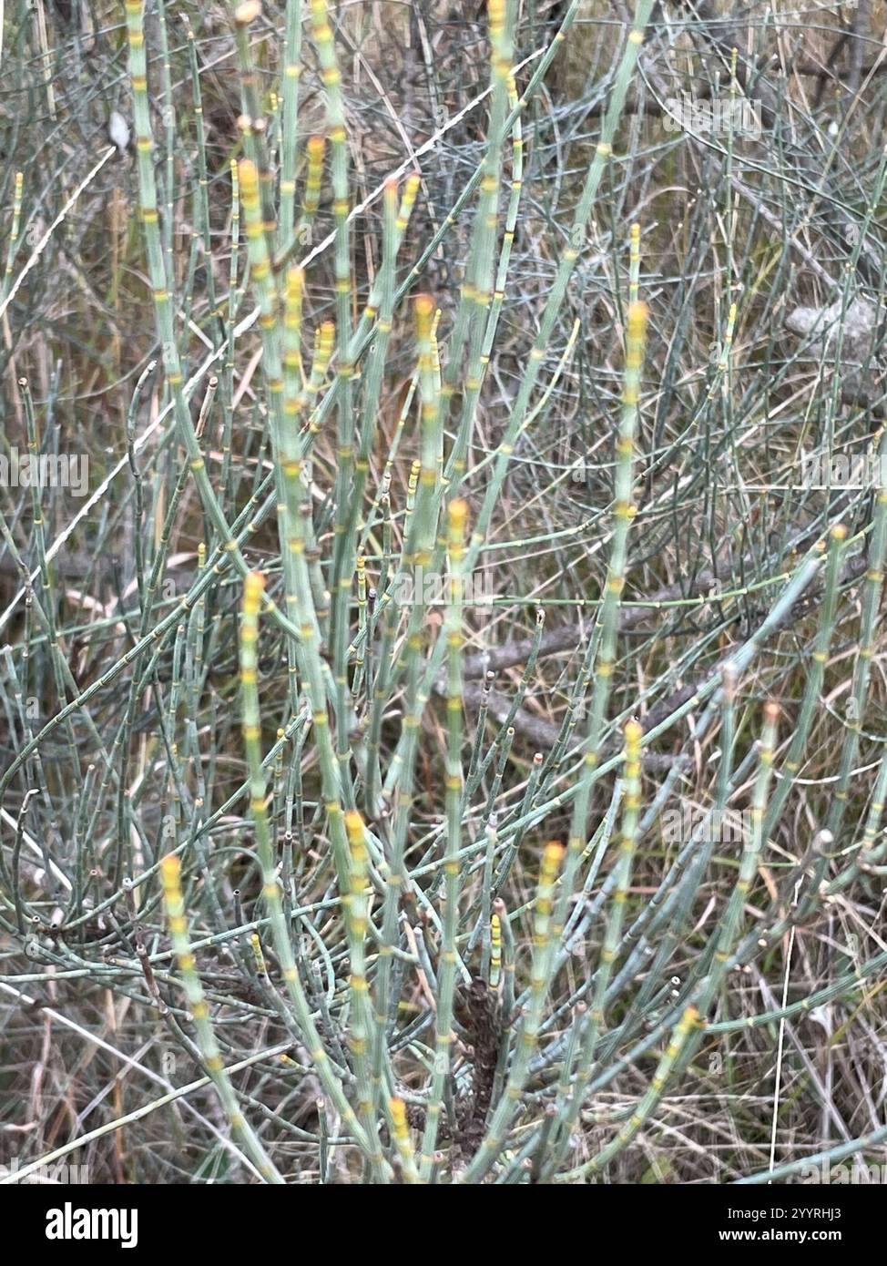 Buloke hi-res stock photography and images - Alamy