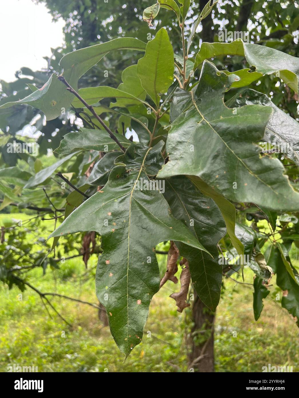 southern red oak (Quercus falcata Stock Photo - Alamy