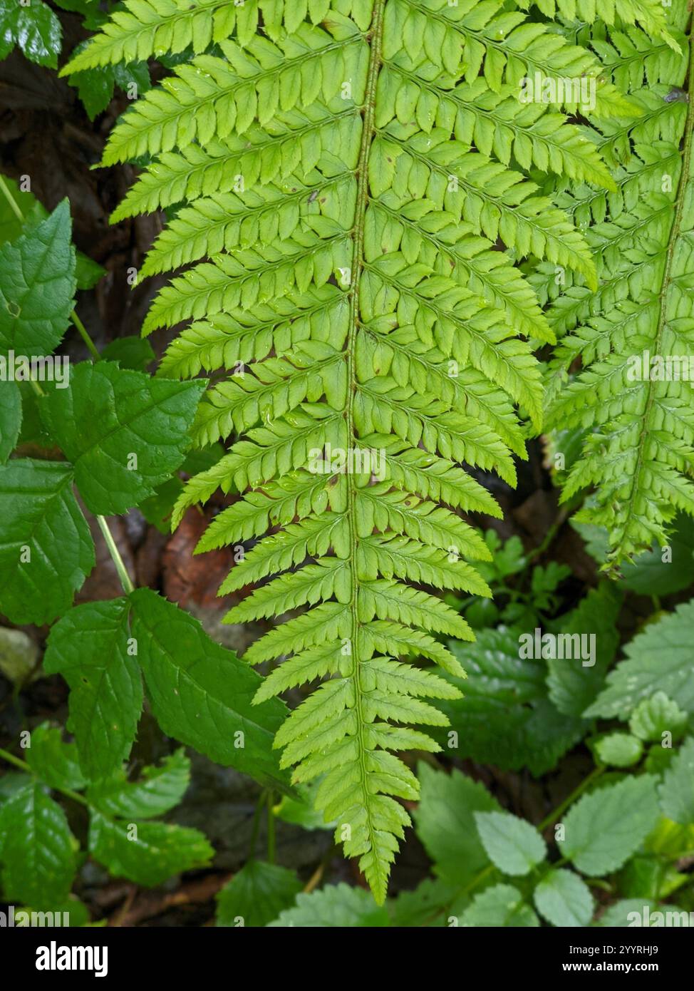 hard shield fern (Polystichum aculeatum Stock Photo - Alamy