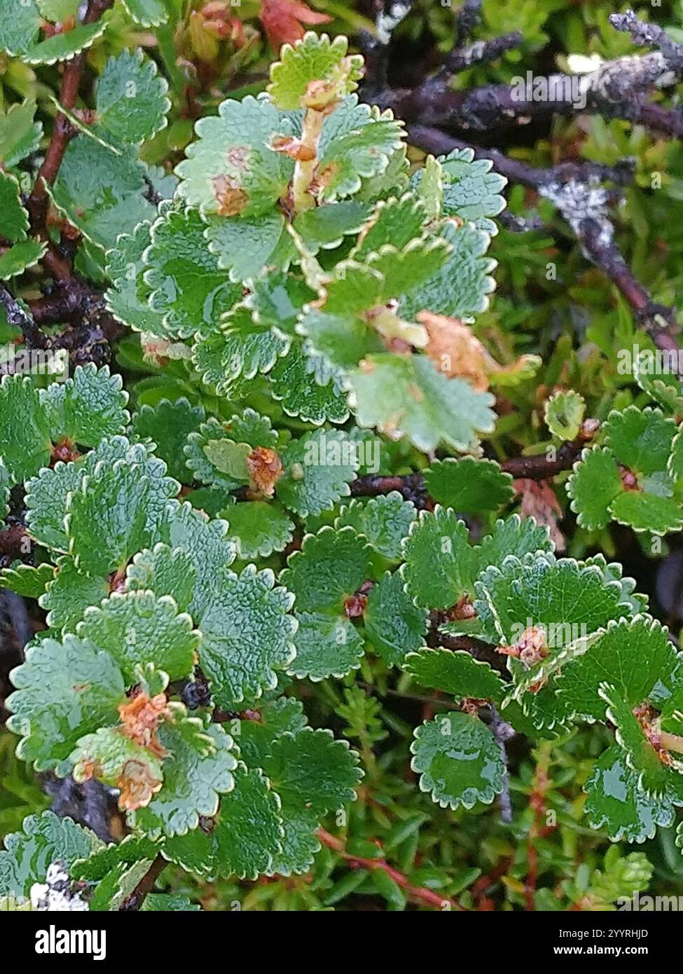 Dwarf Birch (Betula nana Stock Photo - Alamy