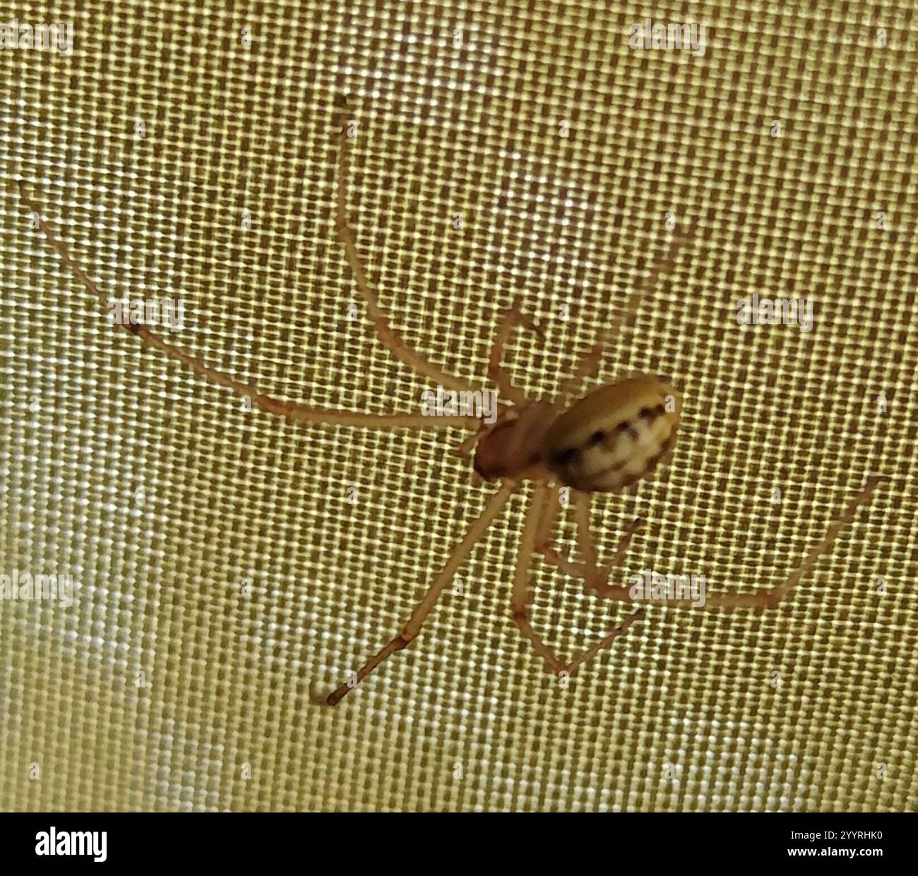 Common candy-striped spider (Enoplognatha ovata Stock Photo - Alamy