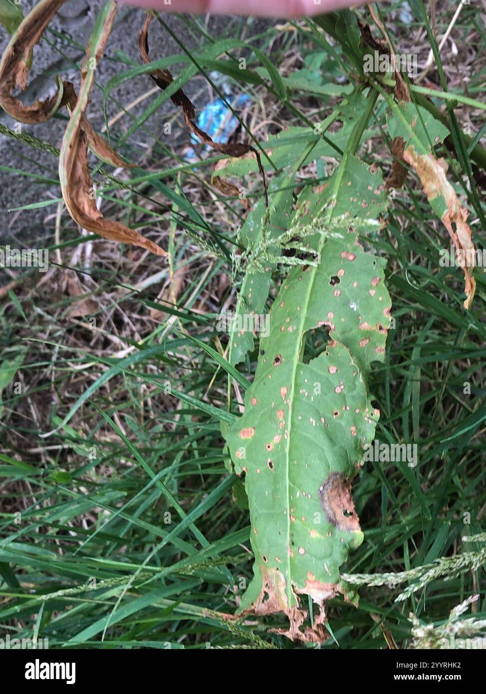 Rumex palustris hi-res stock photography and images - Alamy