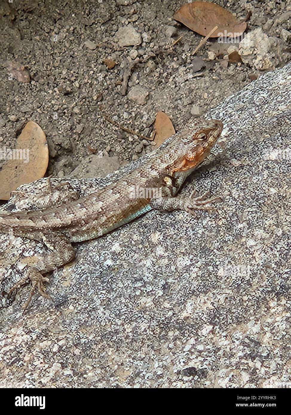 Southern Sagebrush Lizard (Sceloporus vandenburgianus Stock Photo - Alamy