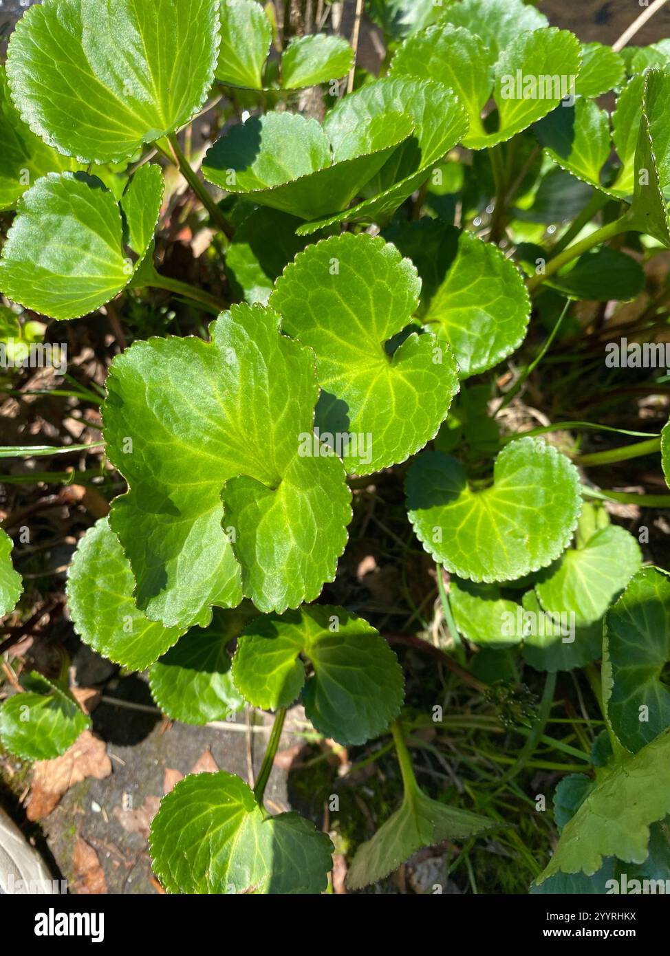 Deer-cabbage (Nephrophyllidium crista-galli Stock Photo - Alamy