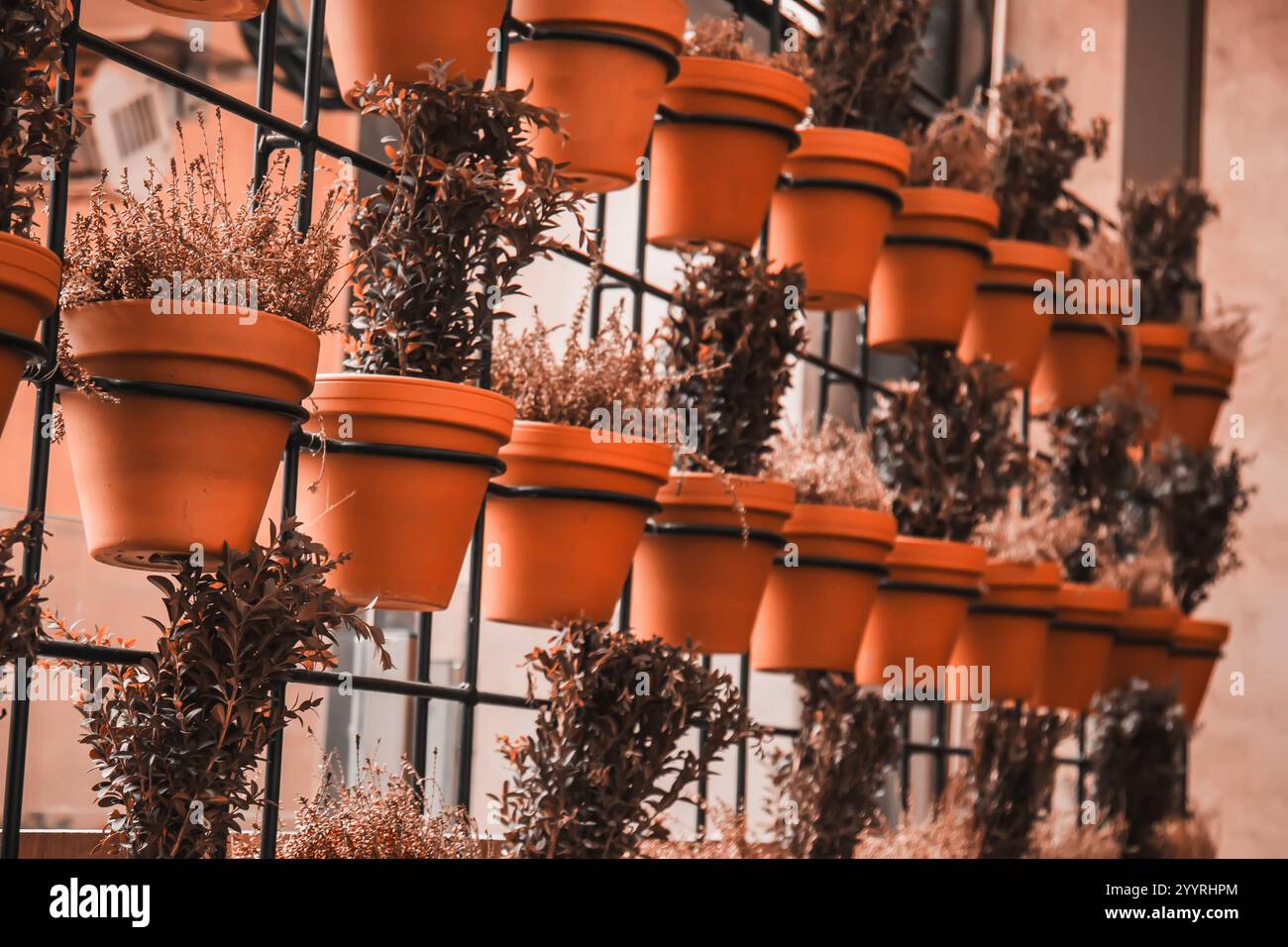 pantone palette. Plants are arranged in rows and are of various sizes ...