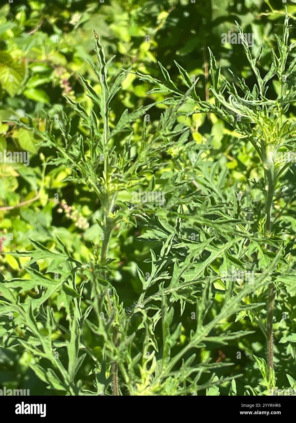 common ragweed (Ambrosia artemisiifolia Stock Photo - Alamy