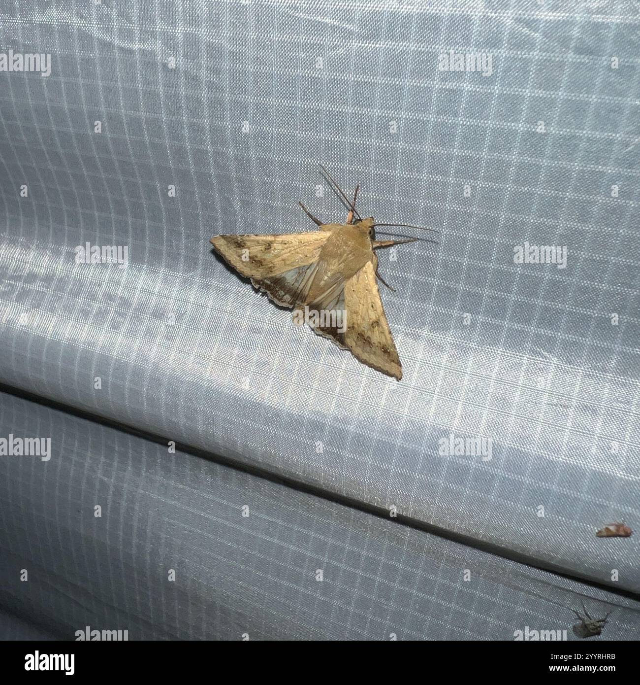 Corn Earworm Moth (Helicoverpa zea Stock Photo - Alamy