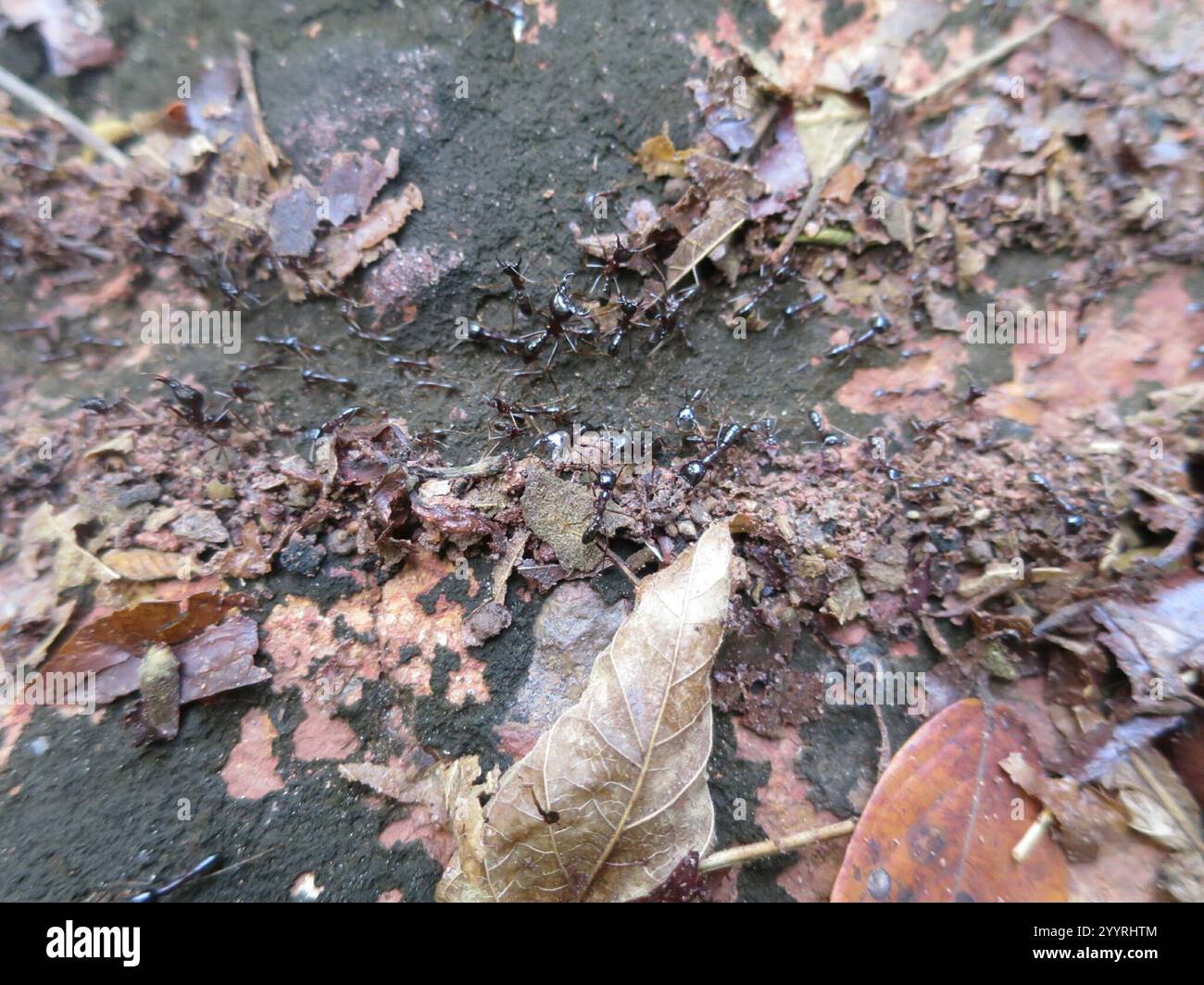 Typical Driver Ants (Dorylus nigricans Stock Photo - Alamy