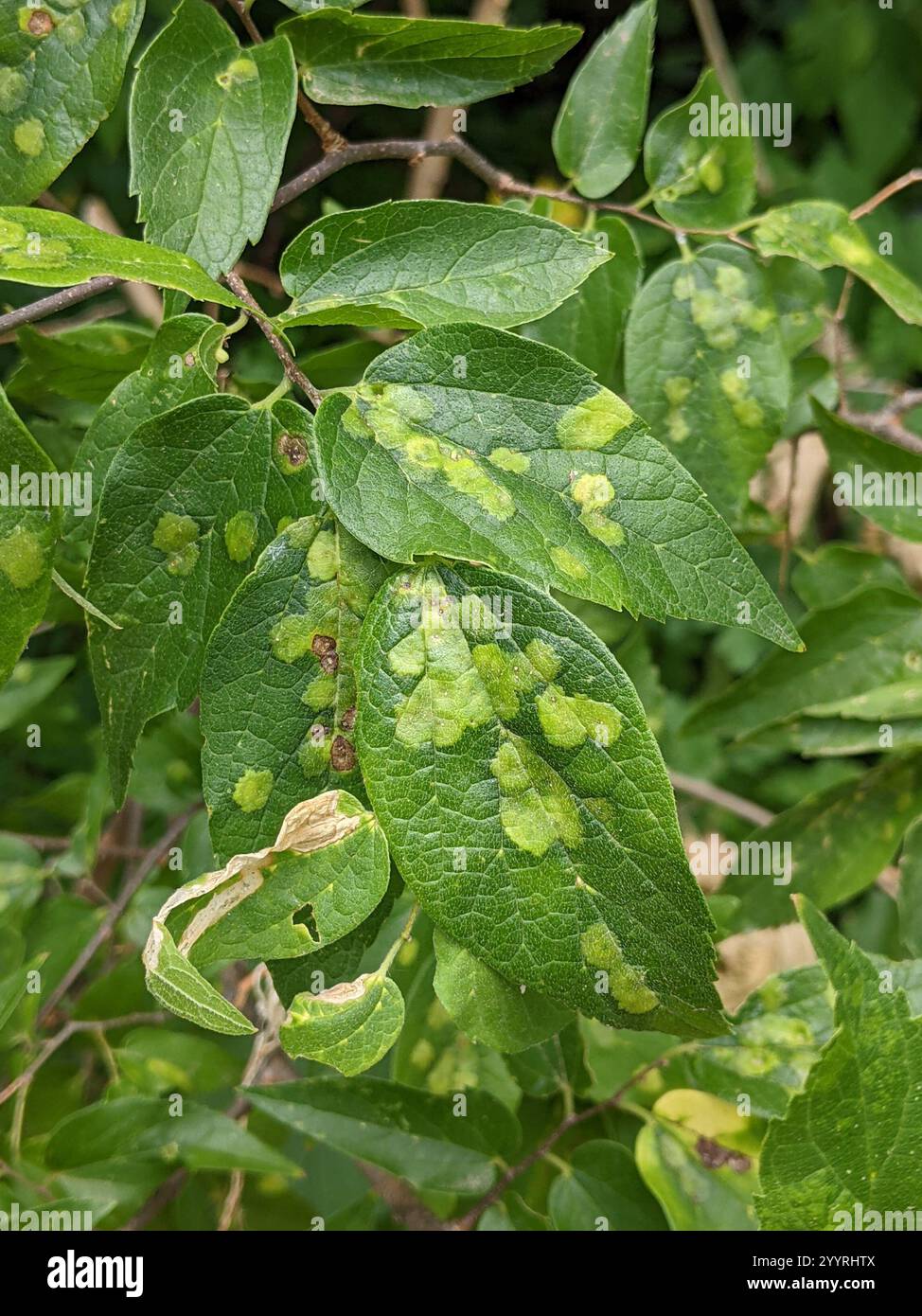 Hackberry Blister Gall Psyllid (Pachypsylla celtidisvesicula Stock ...