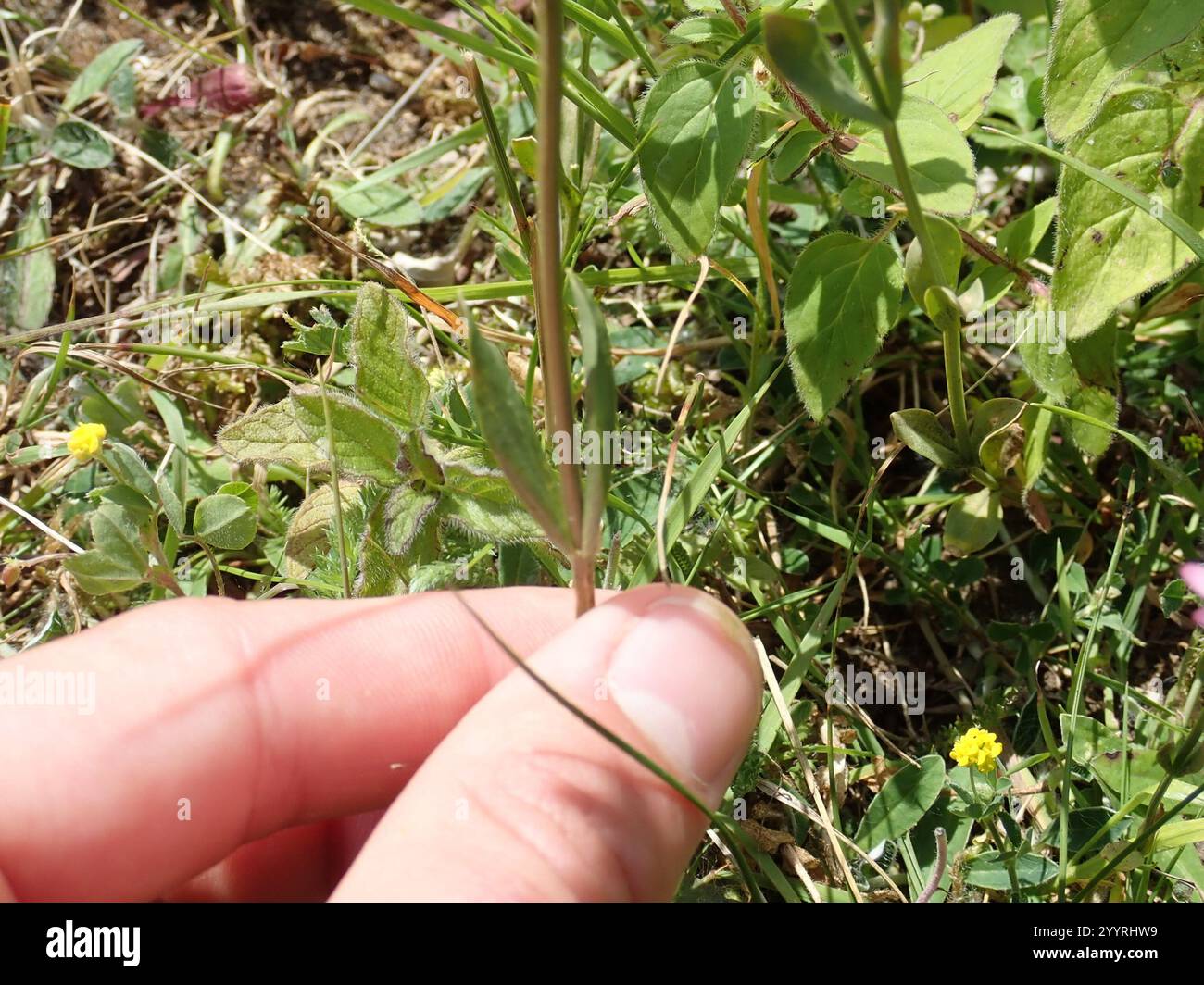 Lesser Centaury (Centaurium pulchellum Stock Photo - Alamy
