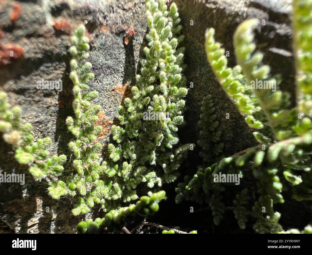 lace lip fern (Myriopteris gracillima Stock Photo - Alamy