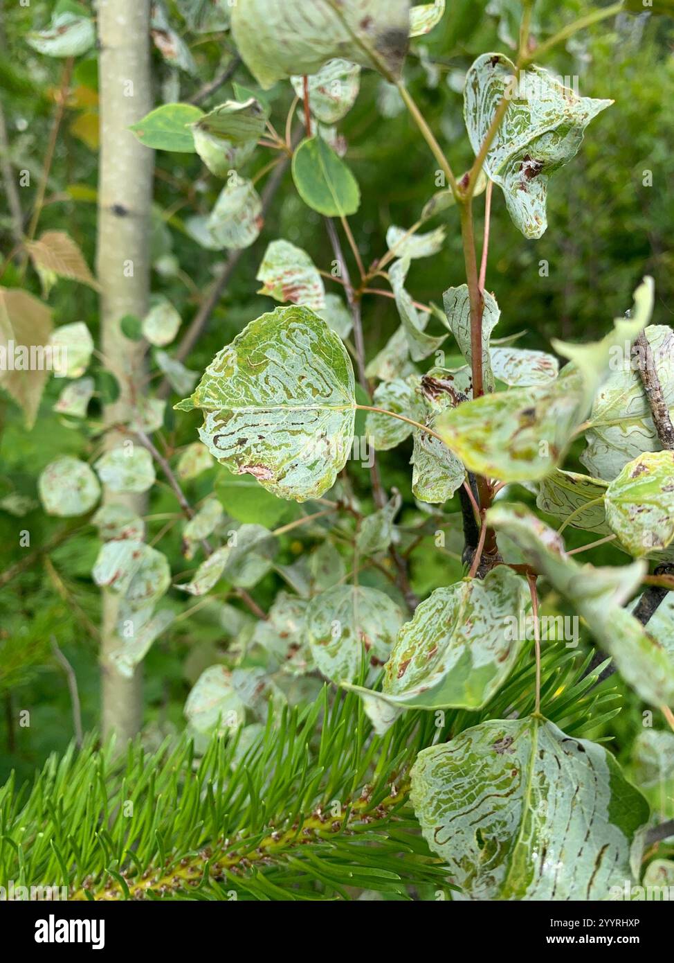 Aspen Serpentine Leafminer Moth (Phyllocnistis populiella Stock Photo ...