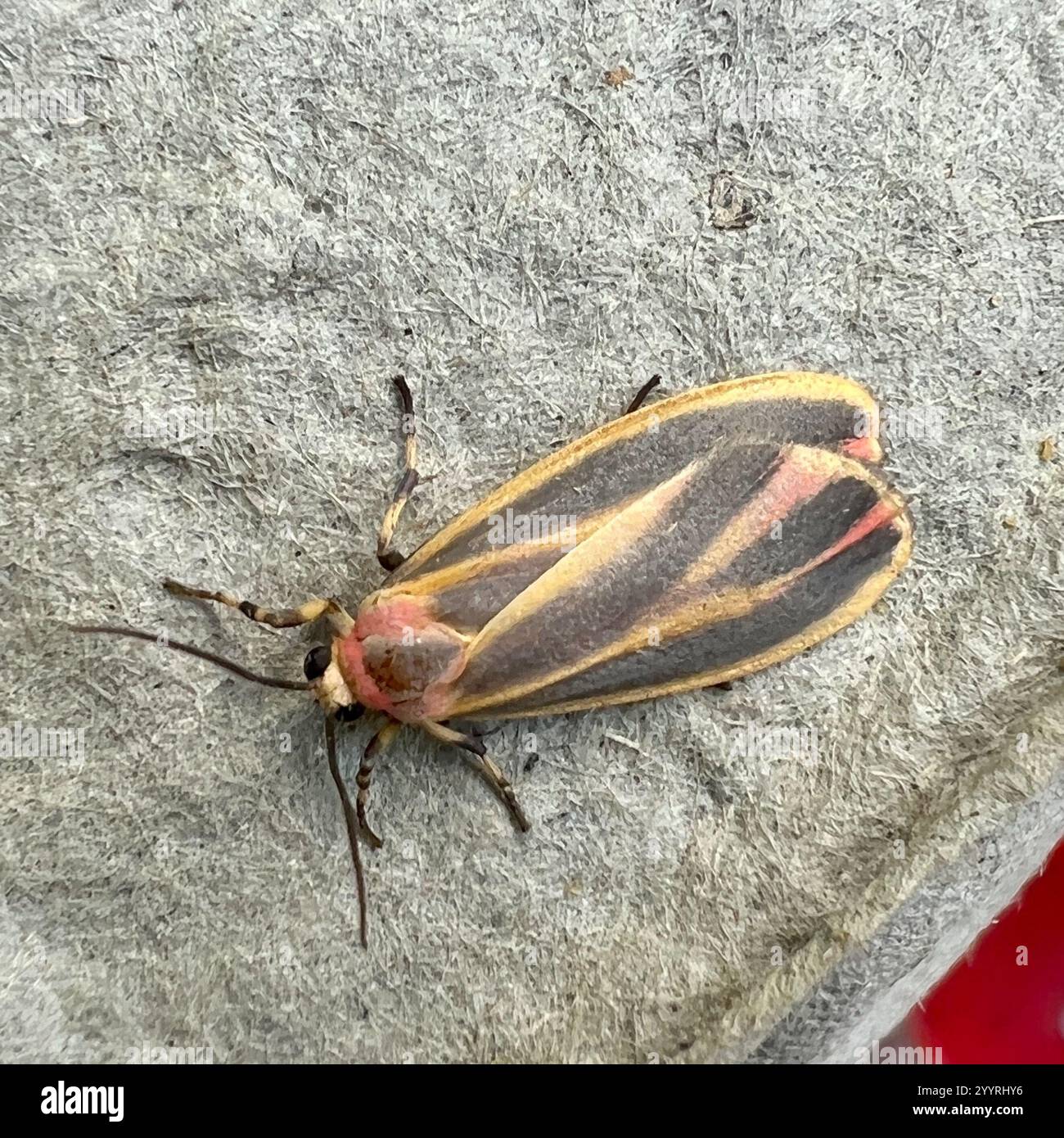 Painted Lichen Moth (Hypoprepia fucosa Stock Photo - Alamy
