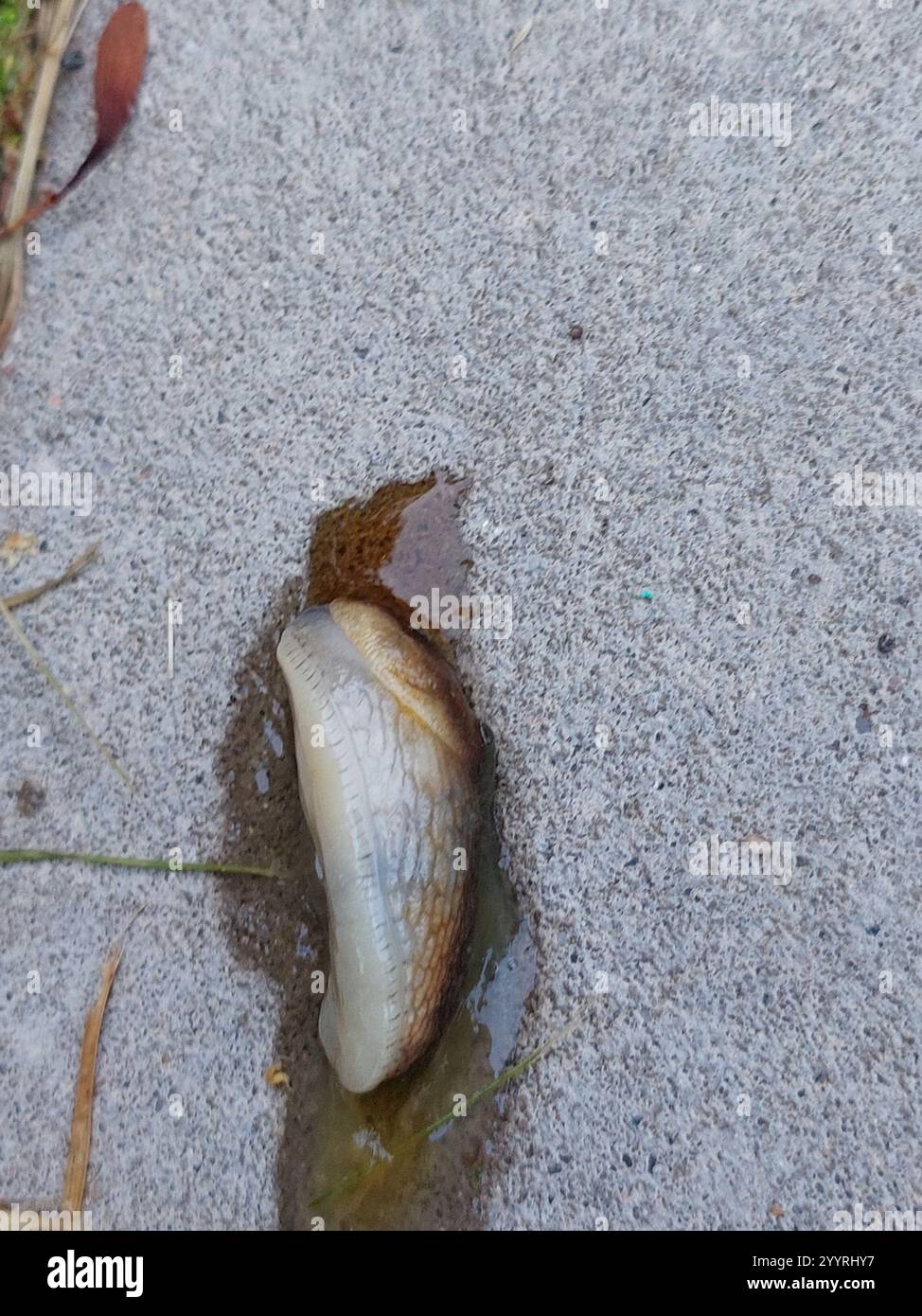 Northern Dusky Slug (Arion fuscus Stock Photo - Alamy