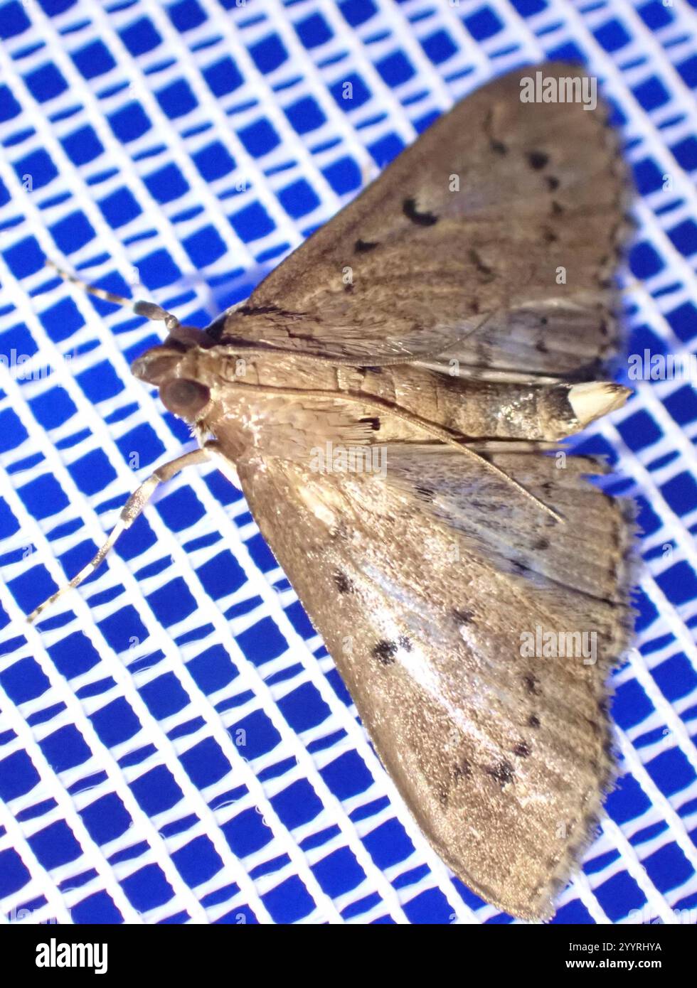 Grass Webworm Moth (Herpetogramma licarsisalis Stock Photo - Alamy