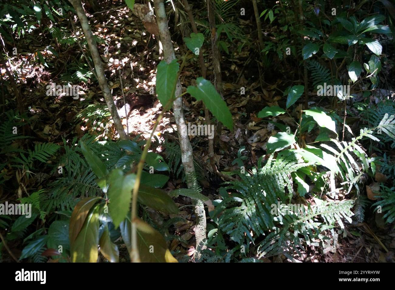 Kangaroo Vine (Apocissus antarctica Stock Photo - Alamy