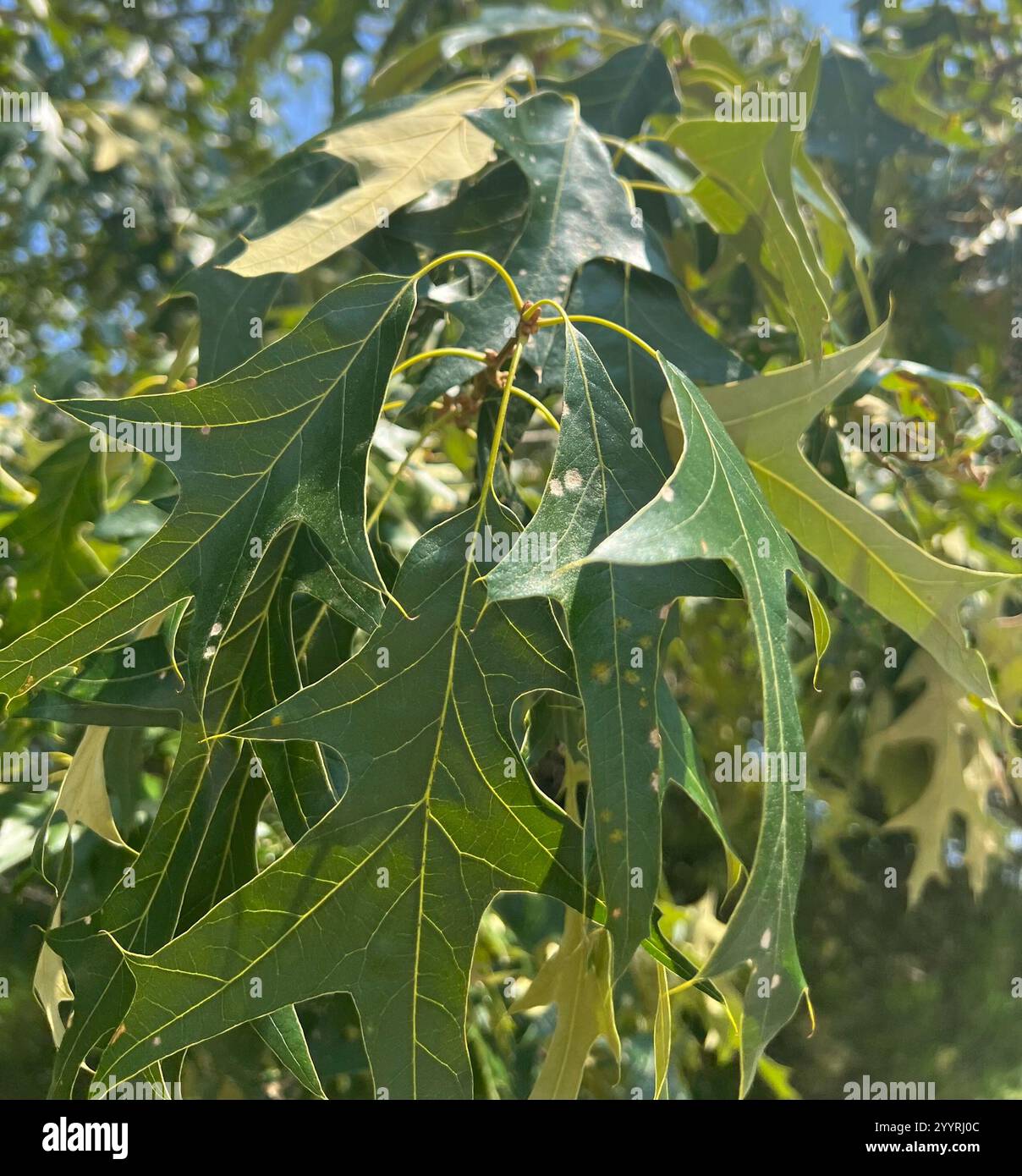 southern red oak (Quercus falcata Stock Photo - Alamy