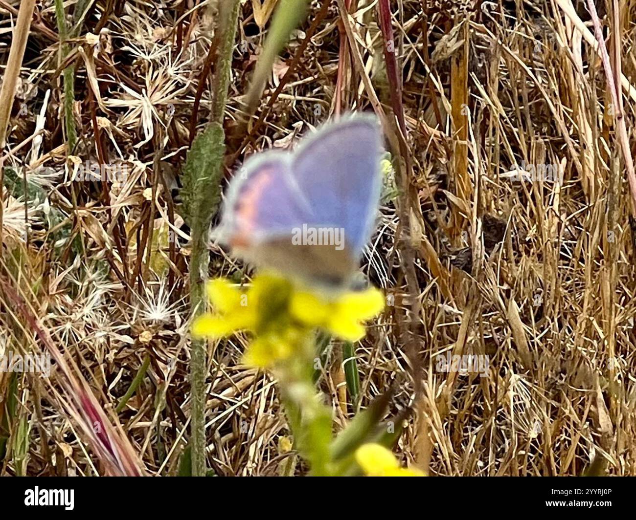 Acmon Blue (Icaricia acmon Stock Photo - Alamy