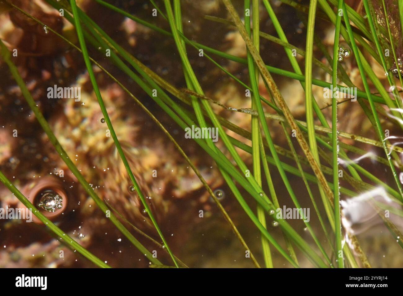 Surfgrass hi-res stock photography and images - Alamy