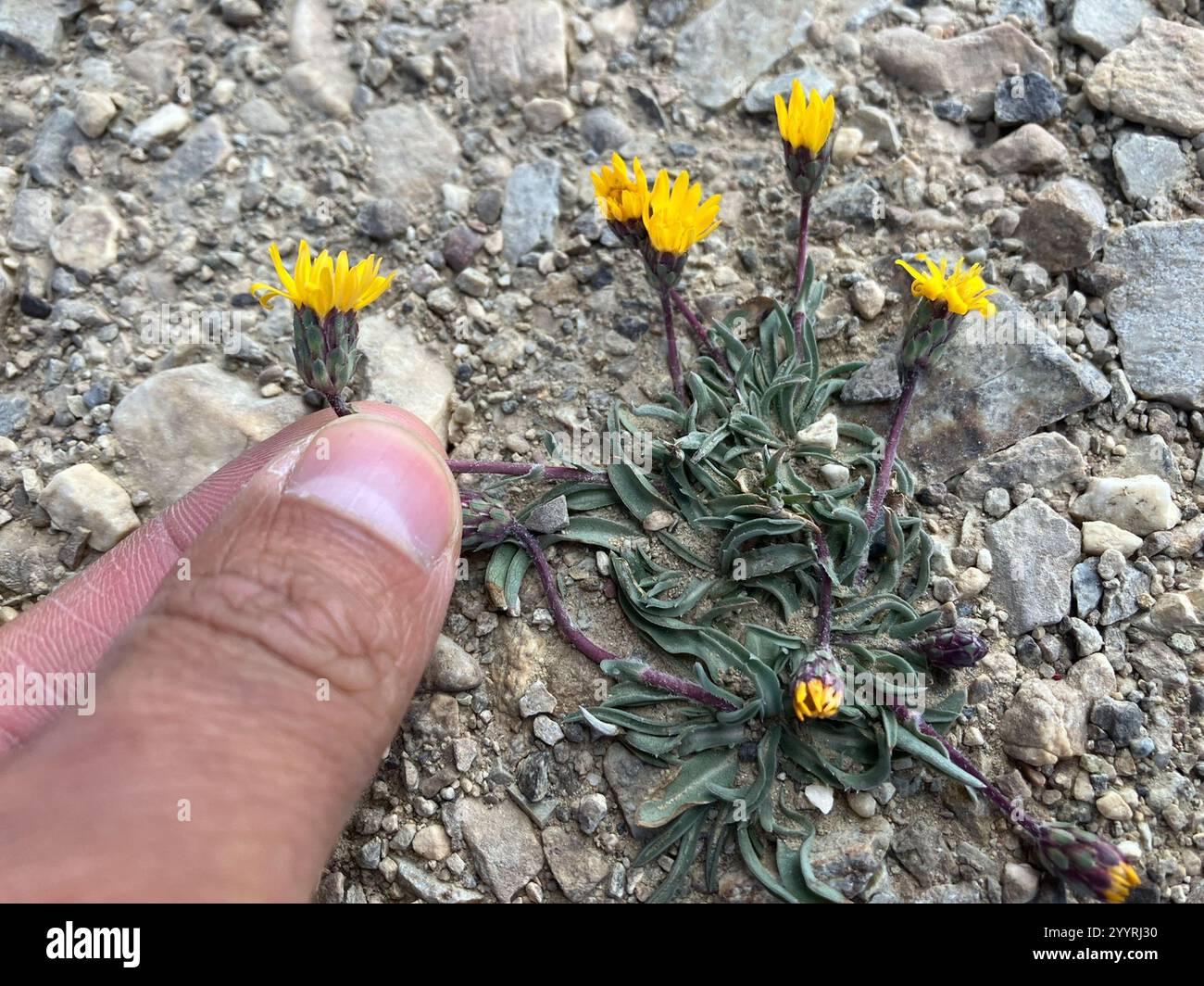 alpine flames (Pyrrocoma apargioides Stock Photo - Alamy