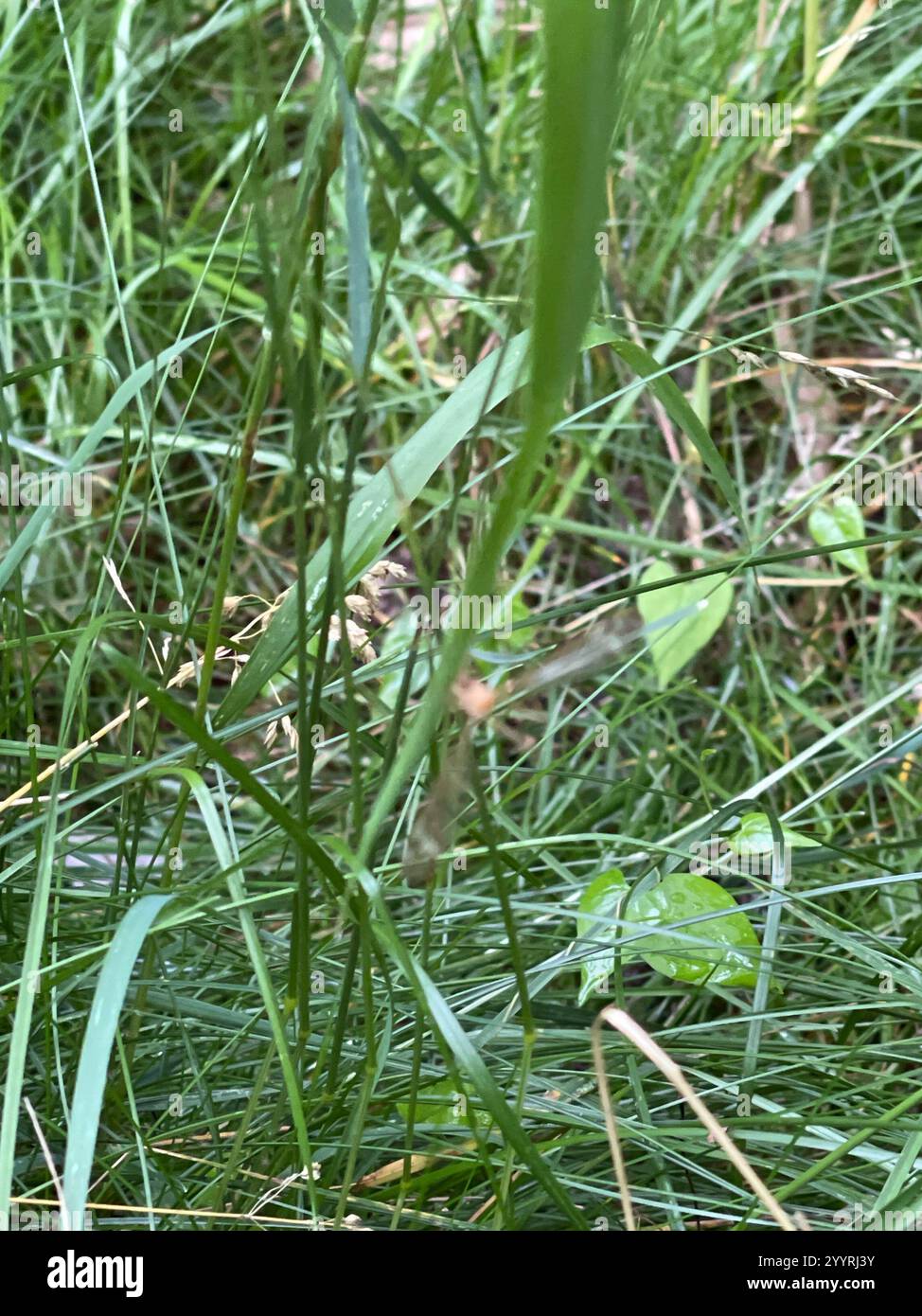 Nephrotoma ferruginea hi-res stock photography and images - Alamy