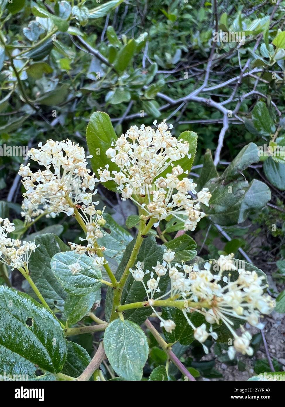 Snowbrush Ceanothus (Ceanothus velutinus Stock Photo - Alamy