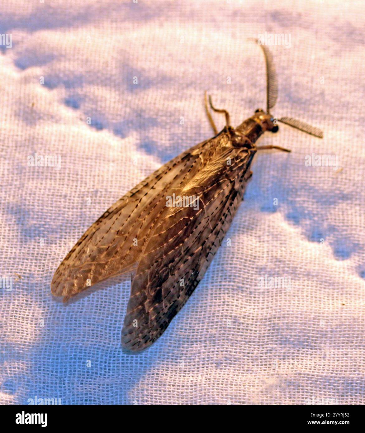 Summer fishfly hi-res stock photography and images - Alamy