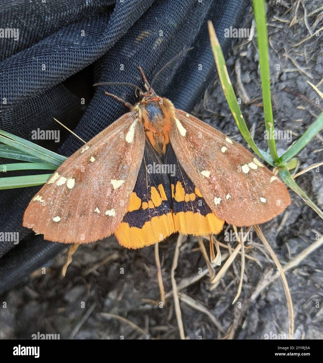 St. Lawrence Tiger Moth (Arctia parthenos Stock Photo - Alamy