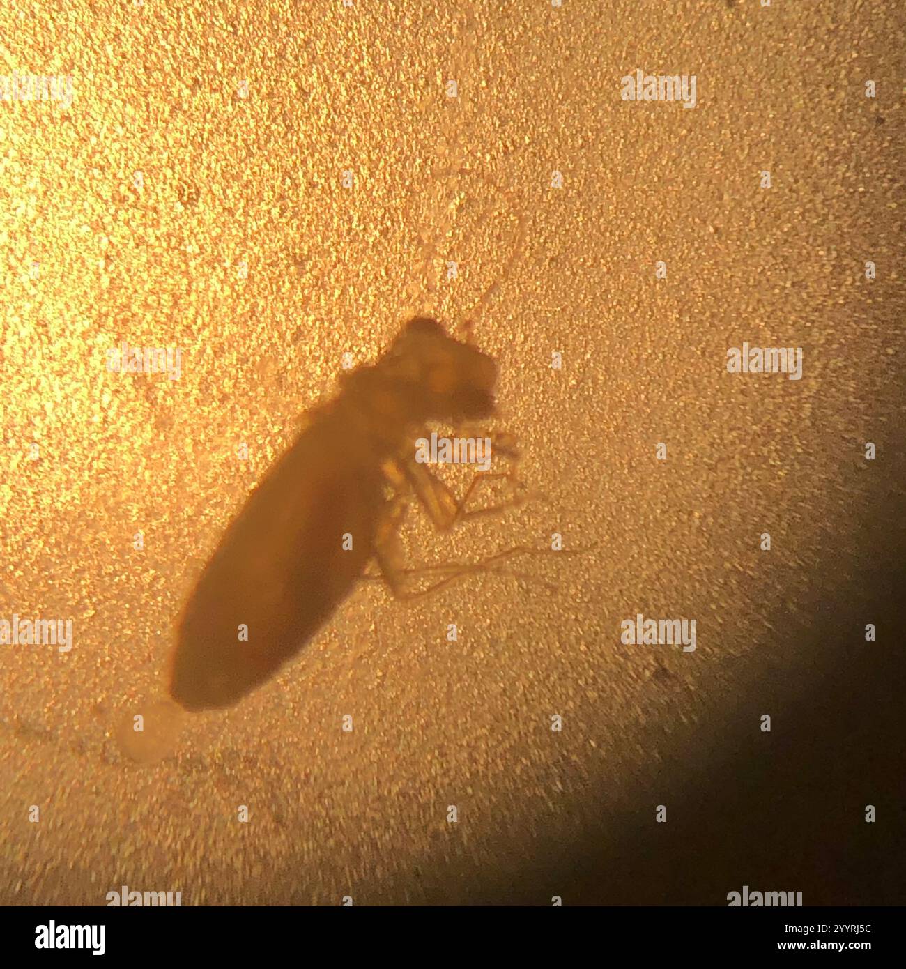 Granary Booklice (Trogiidae Stock Photo - Alamy