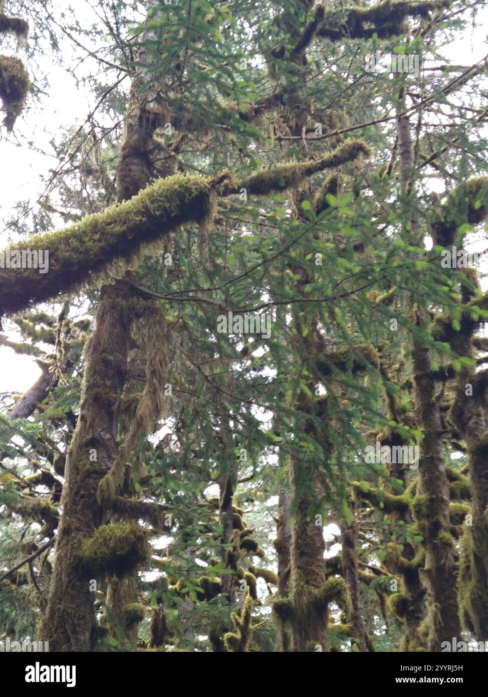 Sitka spruce (Picea sitchensis Stock Photo - Alamy