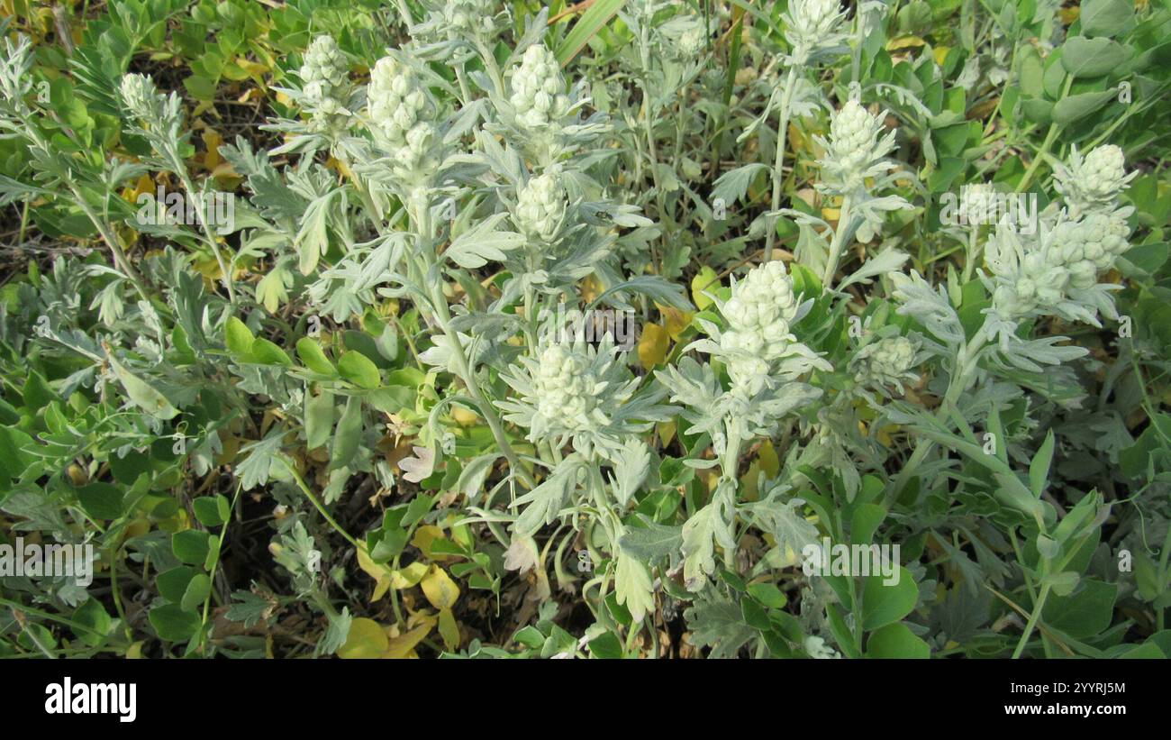 Hoary Mugwort (Artemisia stelleriana Stock Photo - Alamy