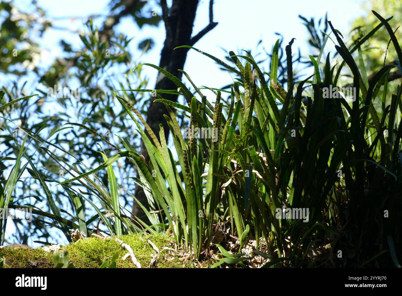 polypody family (Polypodiaceae Stock Photo - Alamy