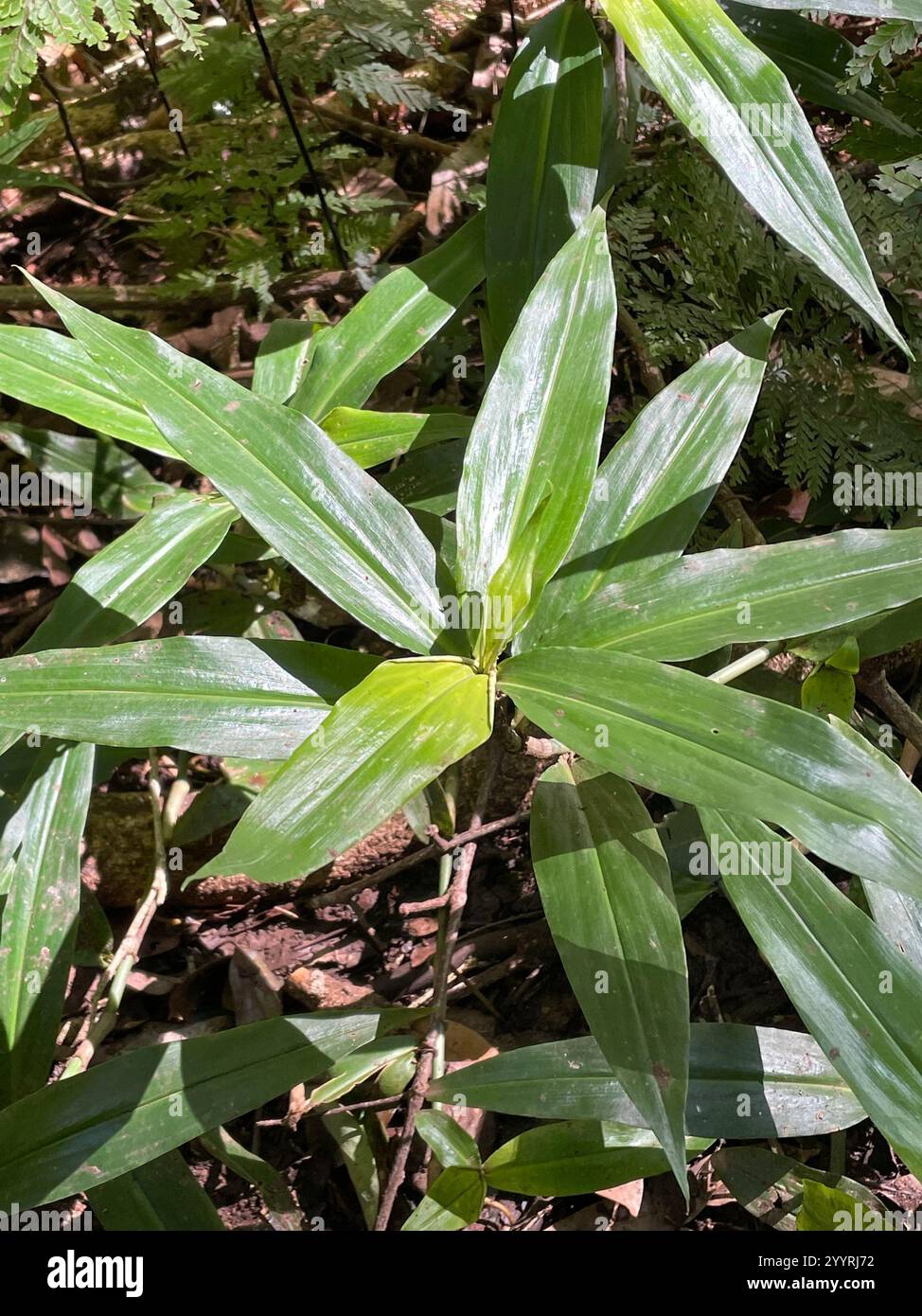 Pollia hi-res stock photography and images - Alamy