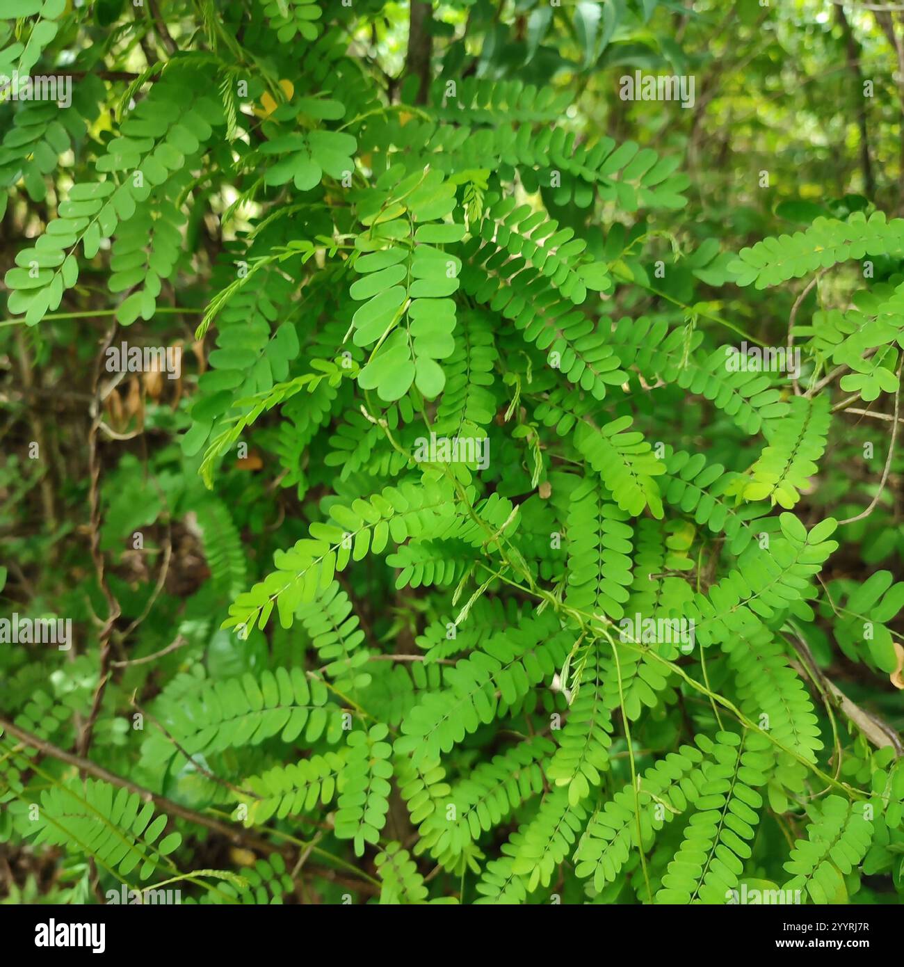 rosary pea (Abrus precatorius Stock Photo - Alamy