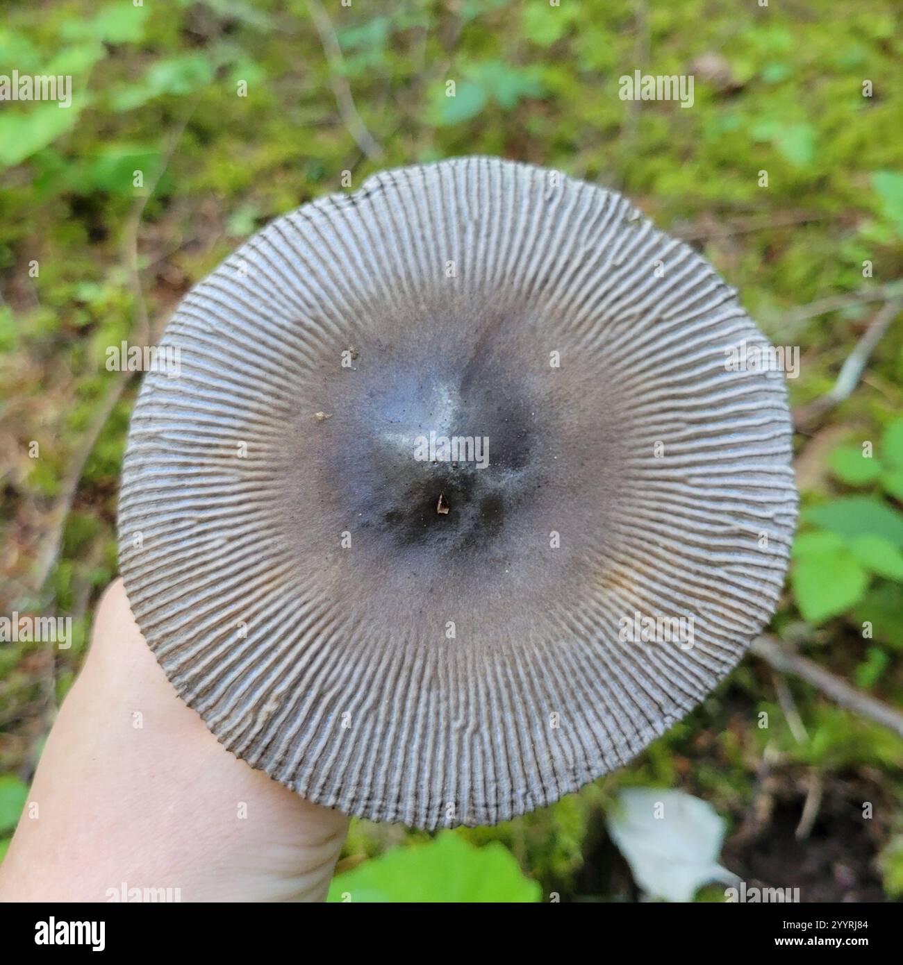Western Grisette (Amanita pachycolea Stock Photo - Alamy