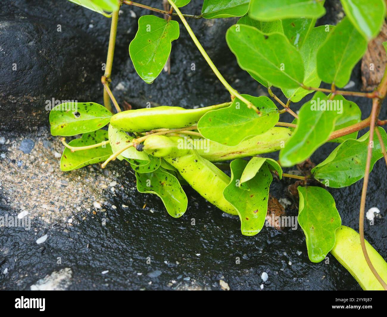 Beach Bean (Canavalia rosea Stock Photo - Alamy