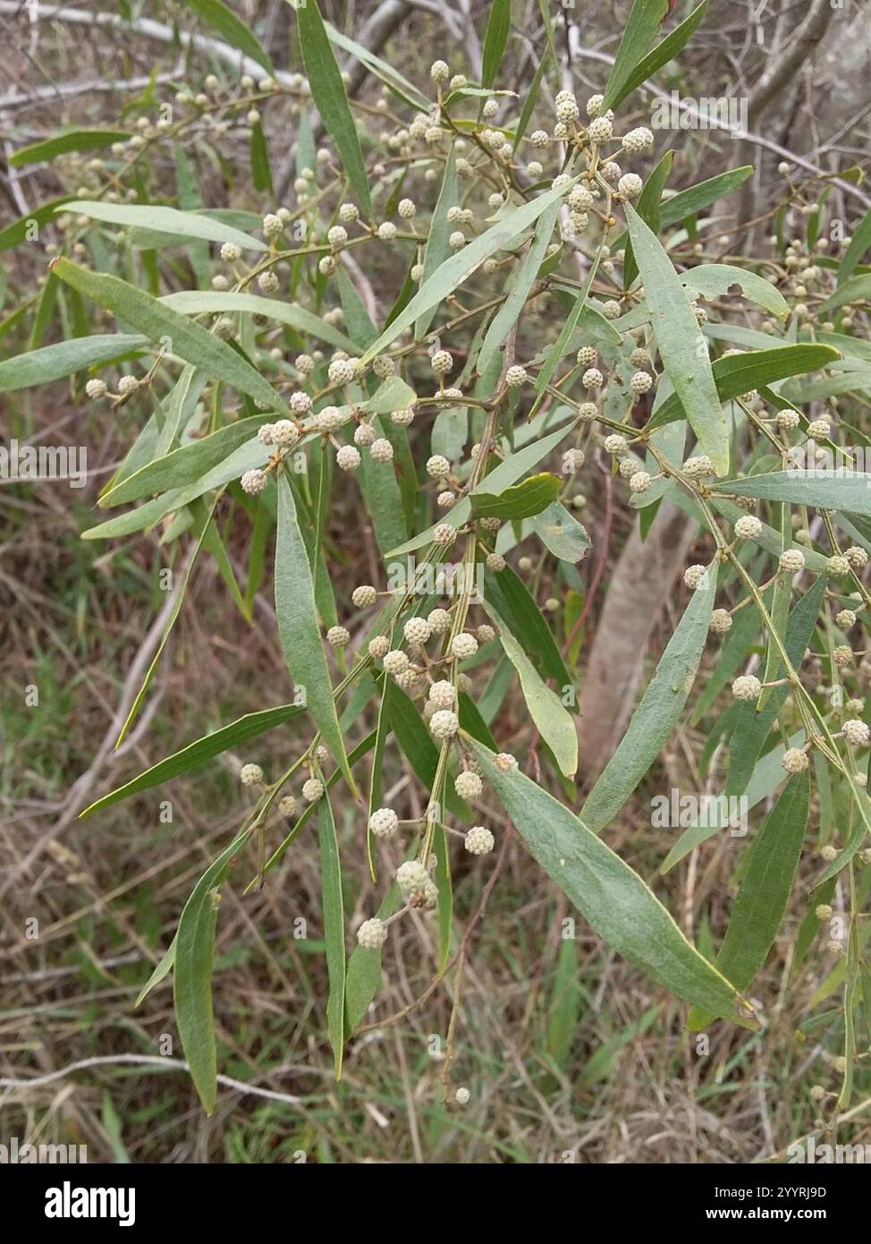 Verniciflua hi-res stock photography and images - Alamy