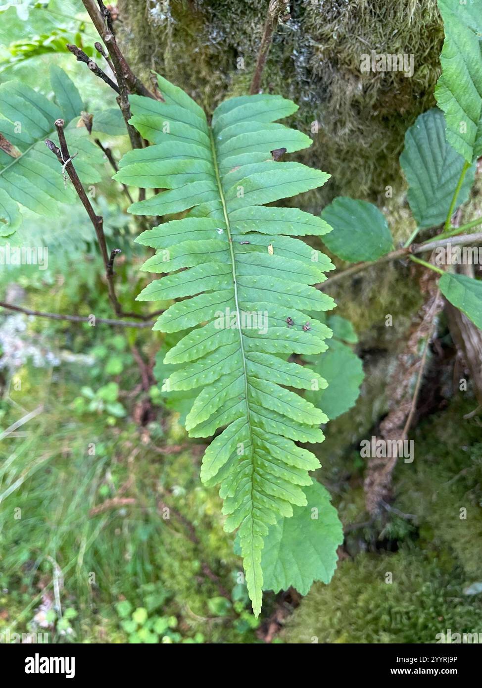 common polypody (Polypodium vulgare Stock Photo - Alamy
