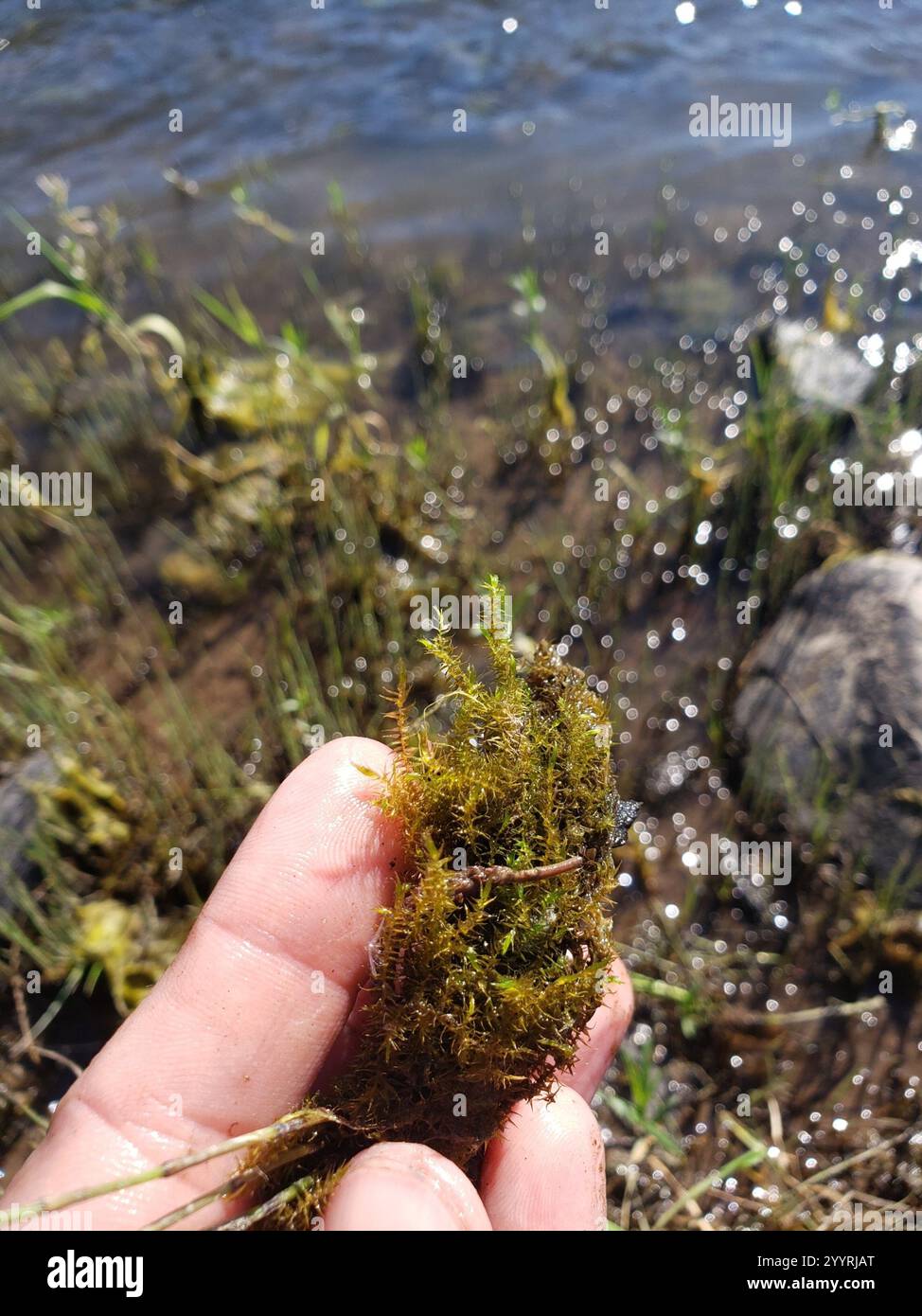 Kneiff's hook-moss (Drepanocladus aduncus Stock Photo - Alamy